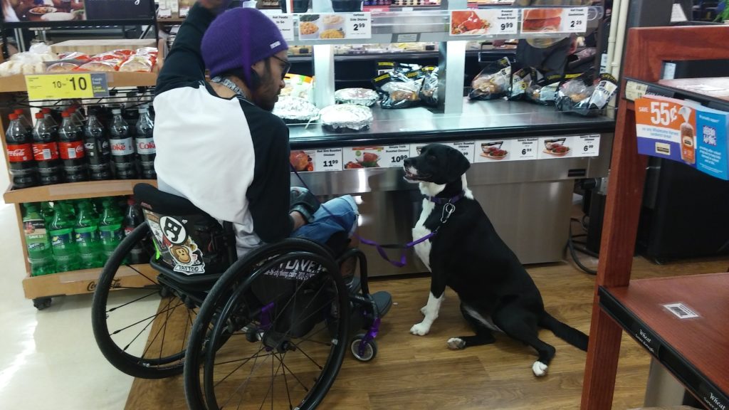 Service Dog Training | Guardian Service Dogs