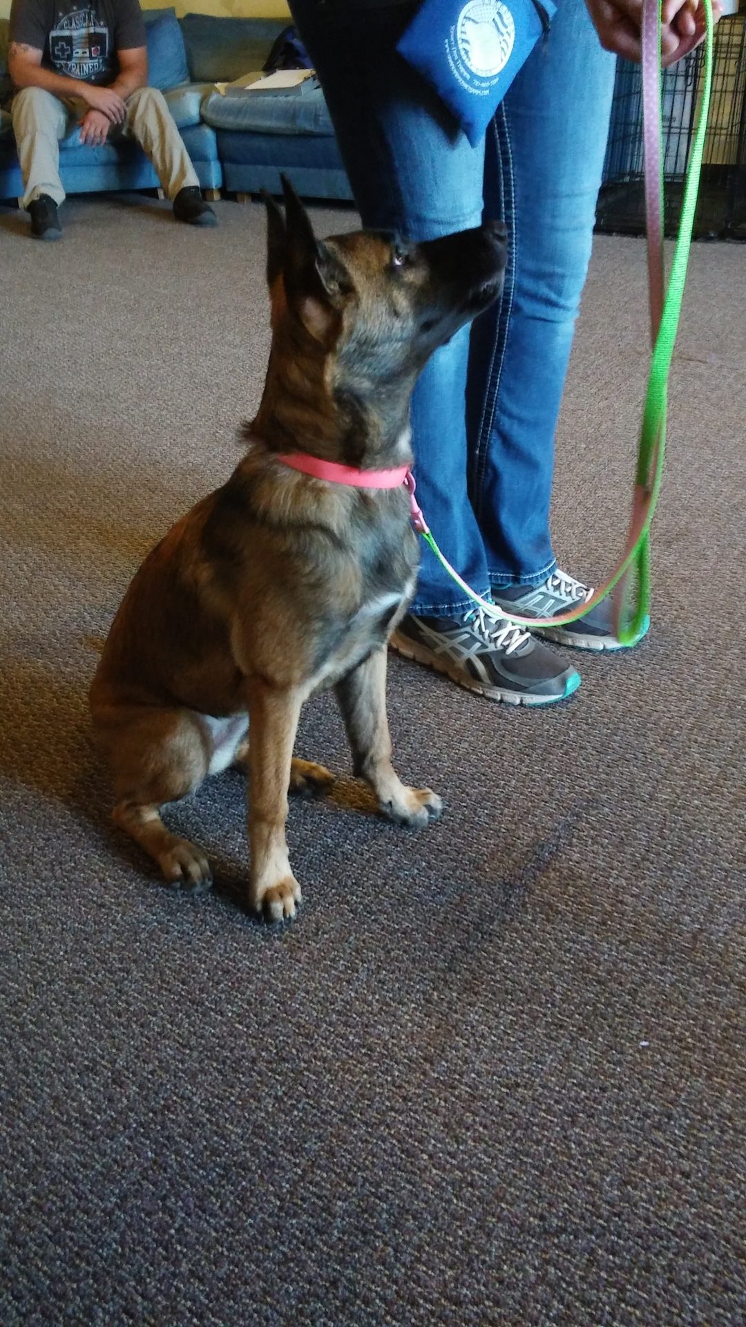 Service Dog Training | Guardian Service Dogs