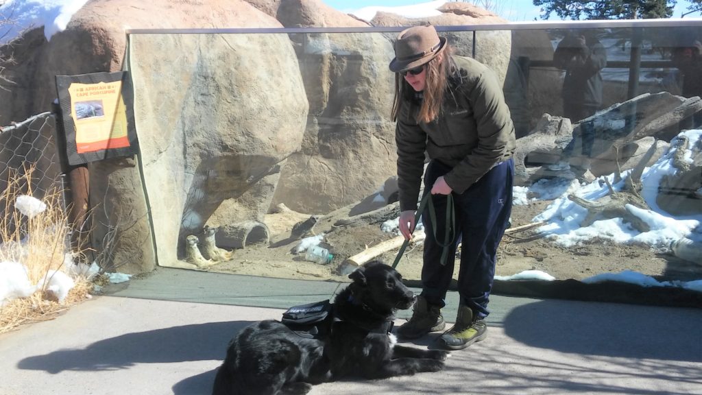 Service Dog Training | Guardian Service Dogs