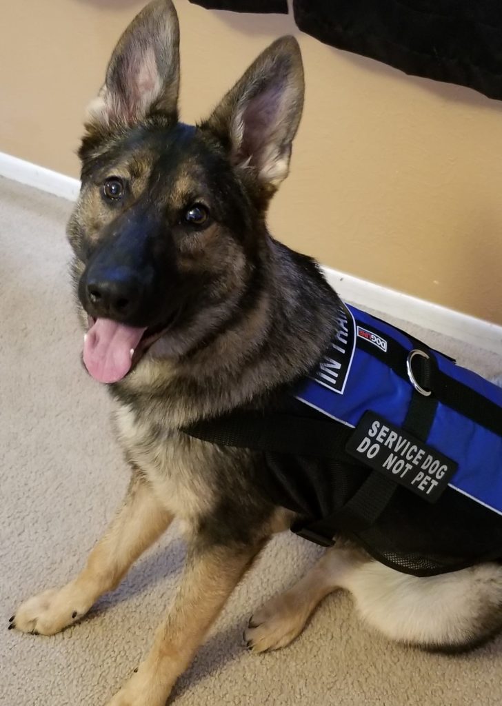 Service Dog Training | Guardian Service Dogs