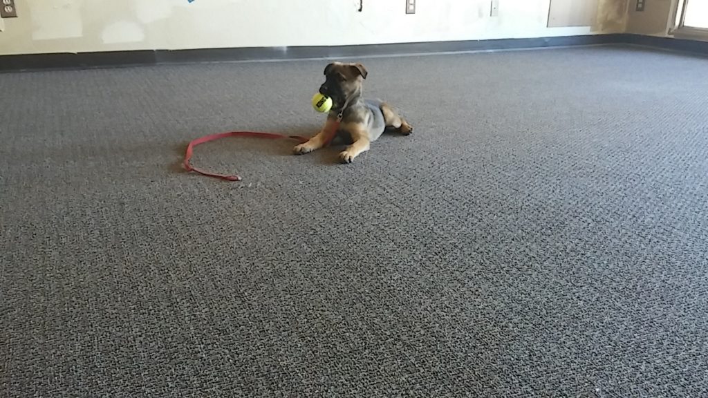 Service Dog Training | Guardian Service Dogs