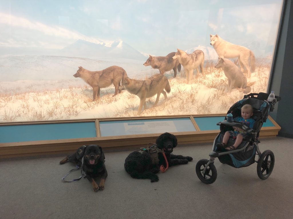 Service Dog Training | Guardian Service Dogs