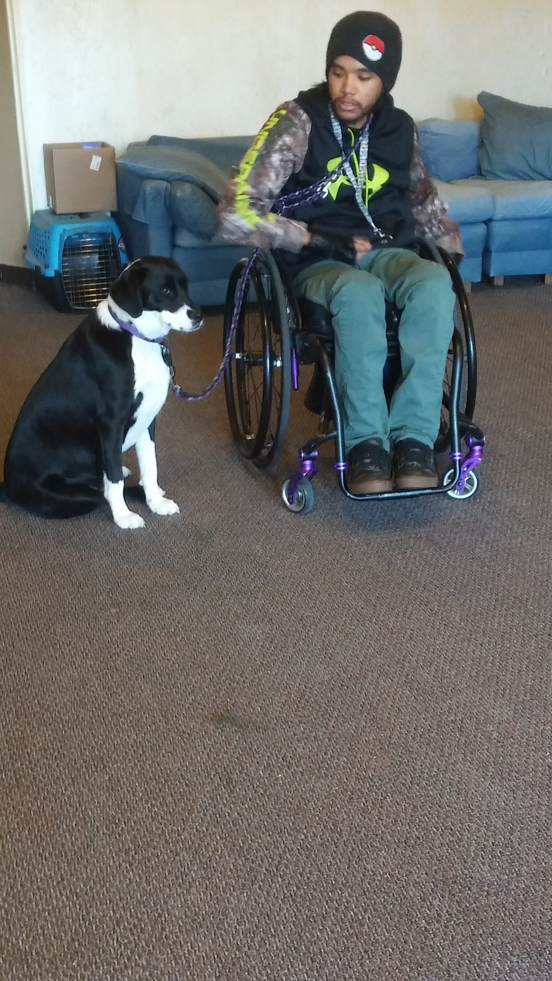 Service Dog Training | Guardian Service Dogs